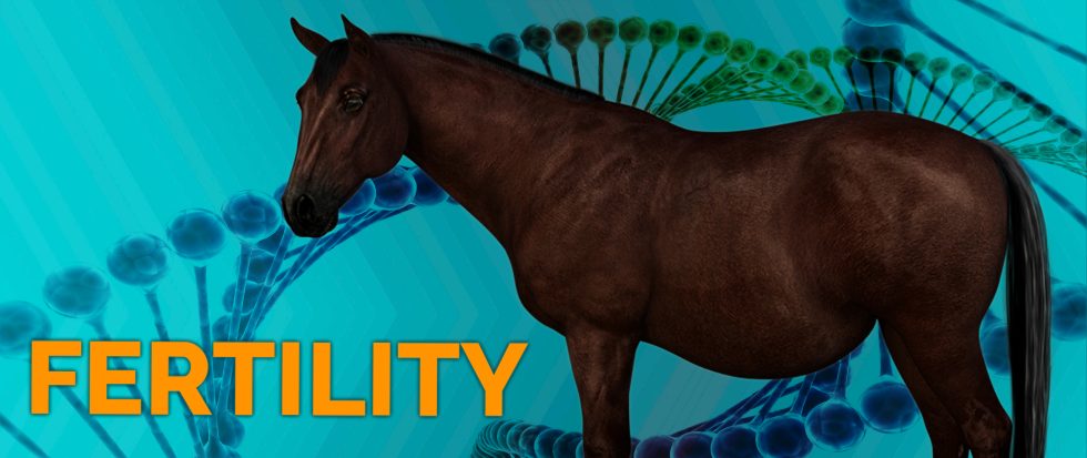 Legacy: Horse Game | Realistic horse genetics game